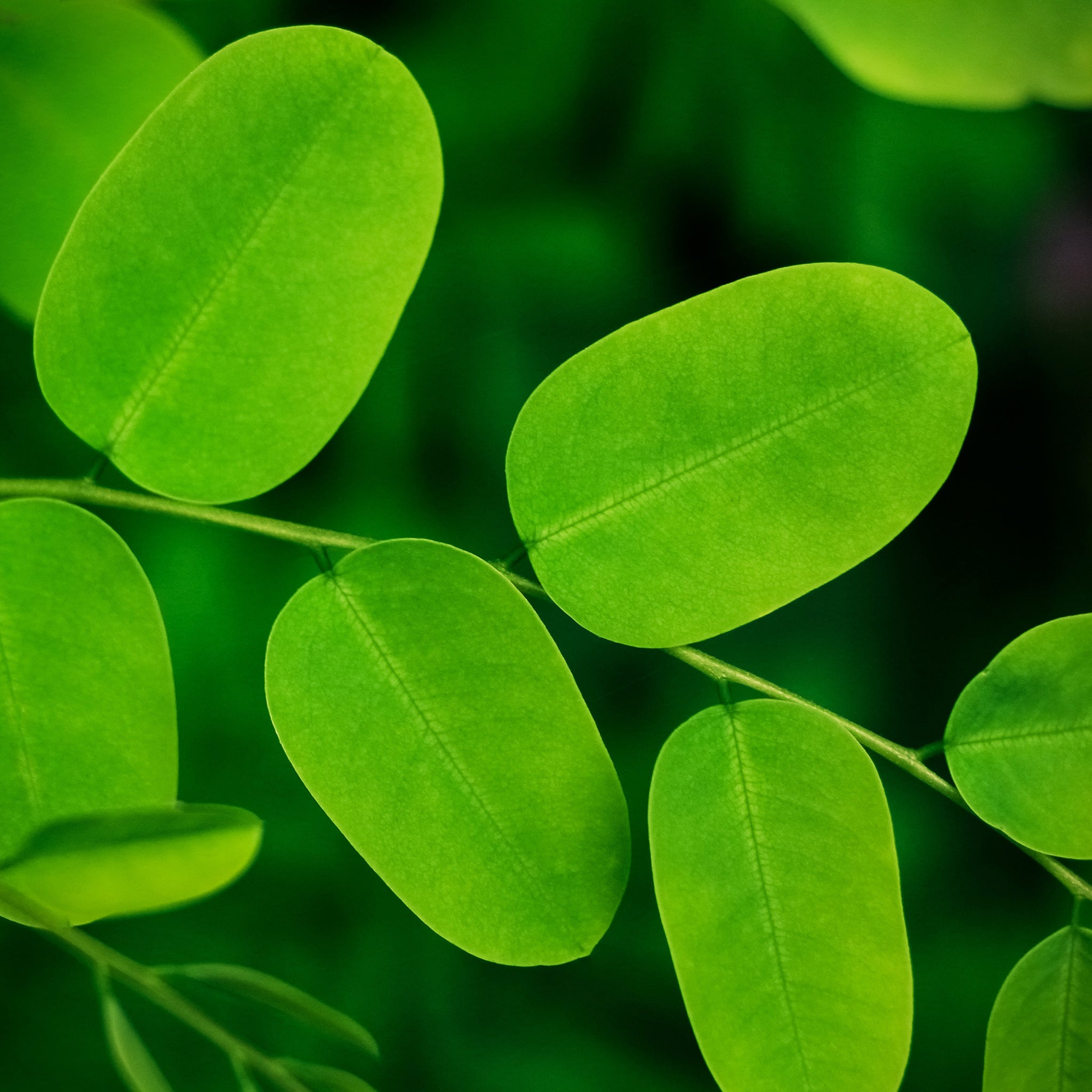 GO! Pesto™ - Moringa Pesto Pasta - Superfood Pesto Recipe
